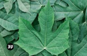 Chaya: The Superfood You Need to Know About – Benefits,