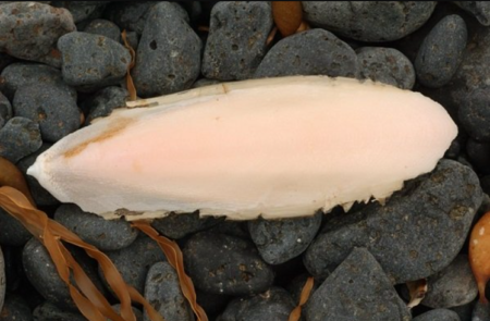 Cuttlefish Bone: Uses, Benefits, and Everything You Need to Know