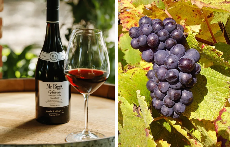 Pinot Noir: The Ultimate Guide to This Elegant Wine in 2024